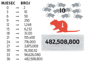 Testirana učinkovitost: Uništite miševe i štakore - napravivrt.hr