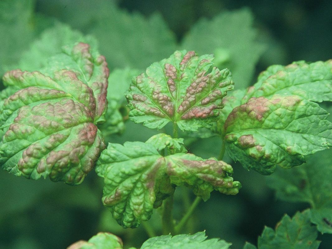 Lisne uši - napravivrt.hr