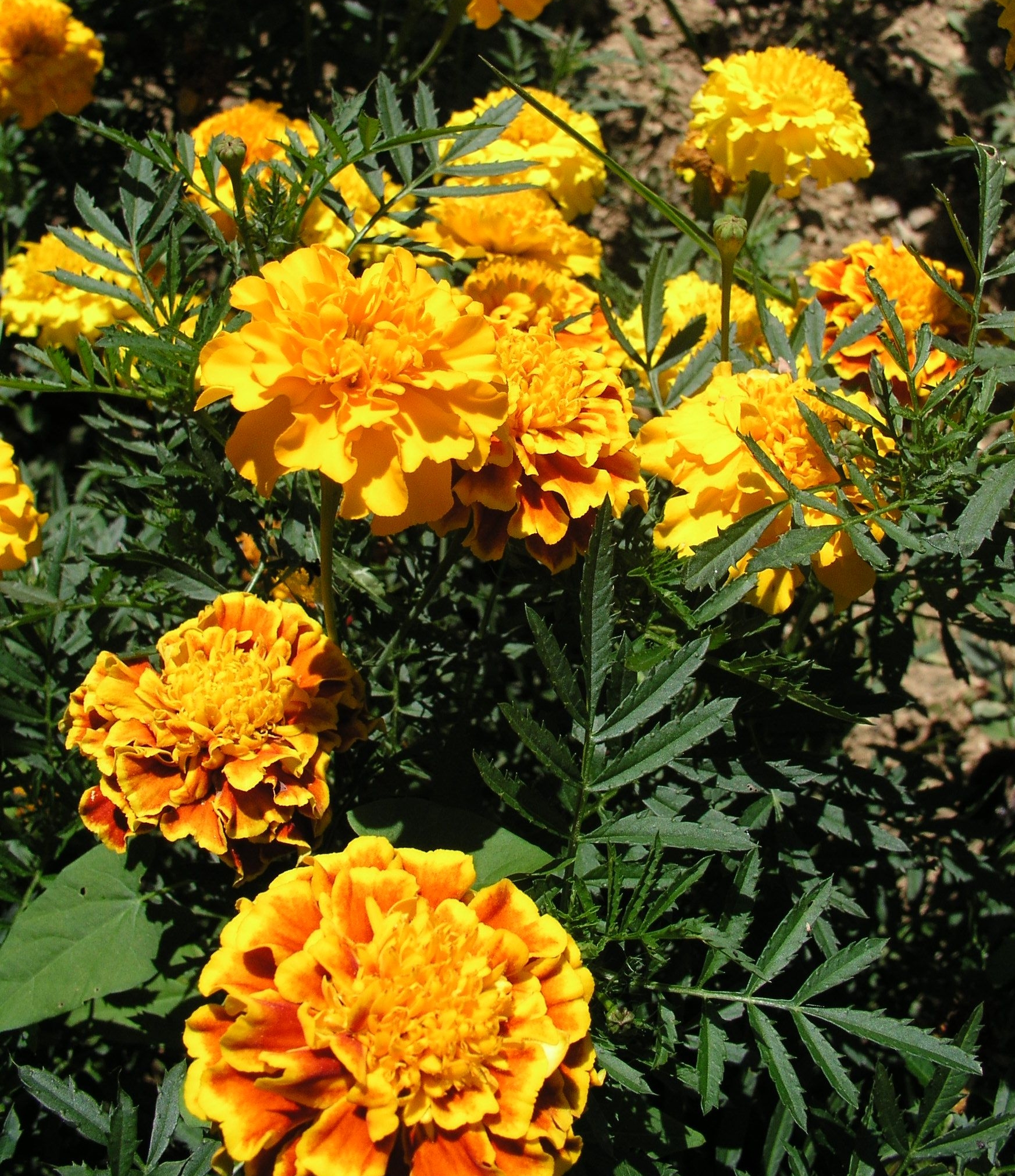 Kadifica - napravivrt.hr